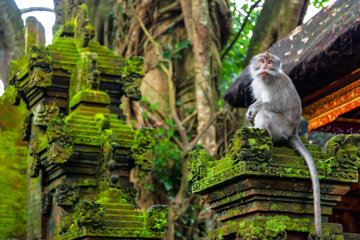 Monkey Forest Ubud, Wisata Unik Hutan Monyet Keramat Di Bali – MUCMV